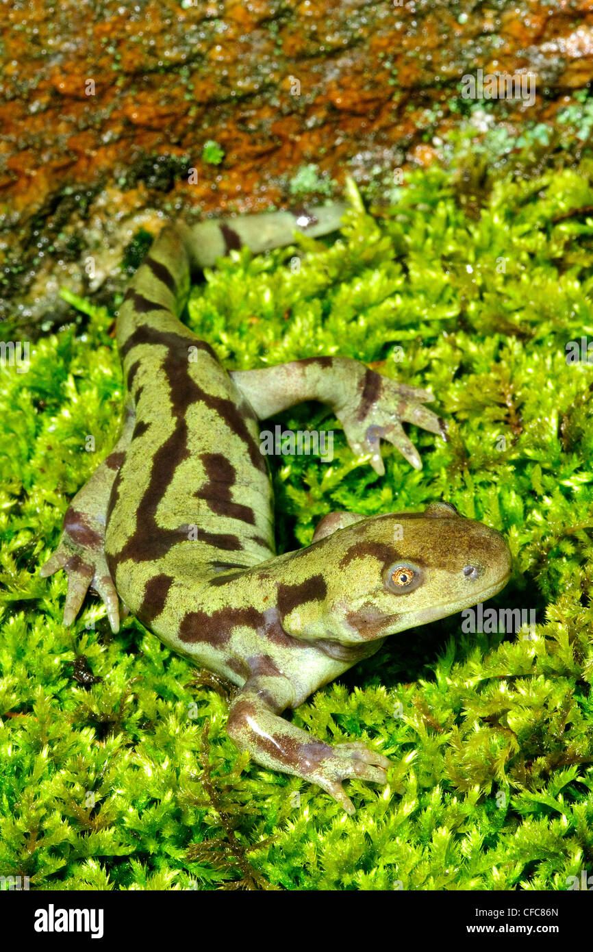 Tiger salamanders hi-res stock photography and images - Alamy
