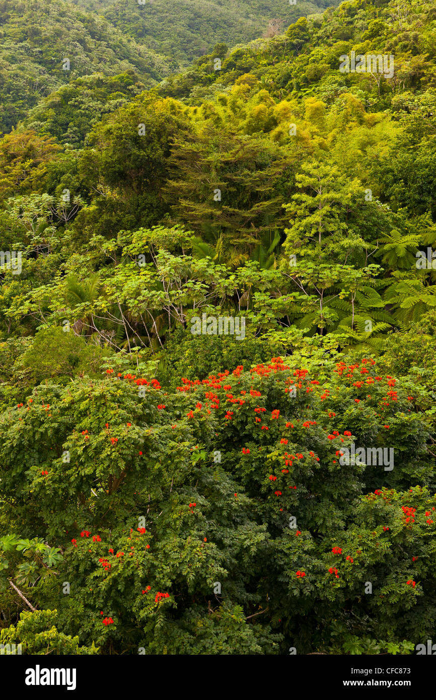 EL YUNQUE NATIONAL FOREST, PUERTO RICO - Rain forest jungle canopy ...