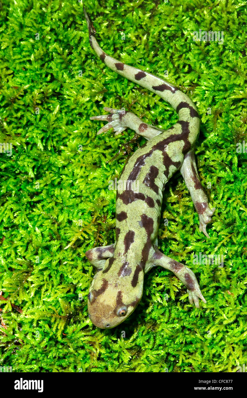 Tiger salamanders ambystoma tigrinum hi-res stock photography and ...