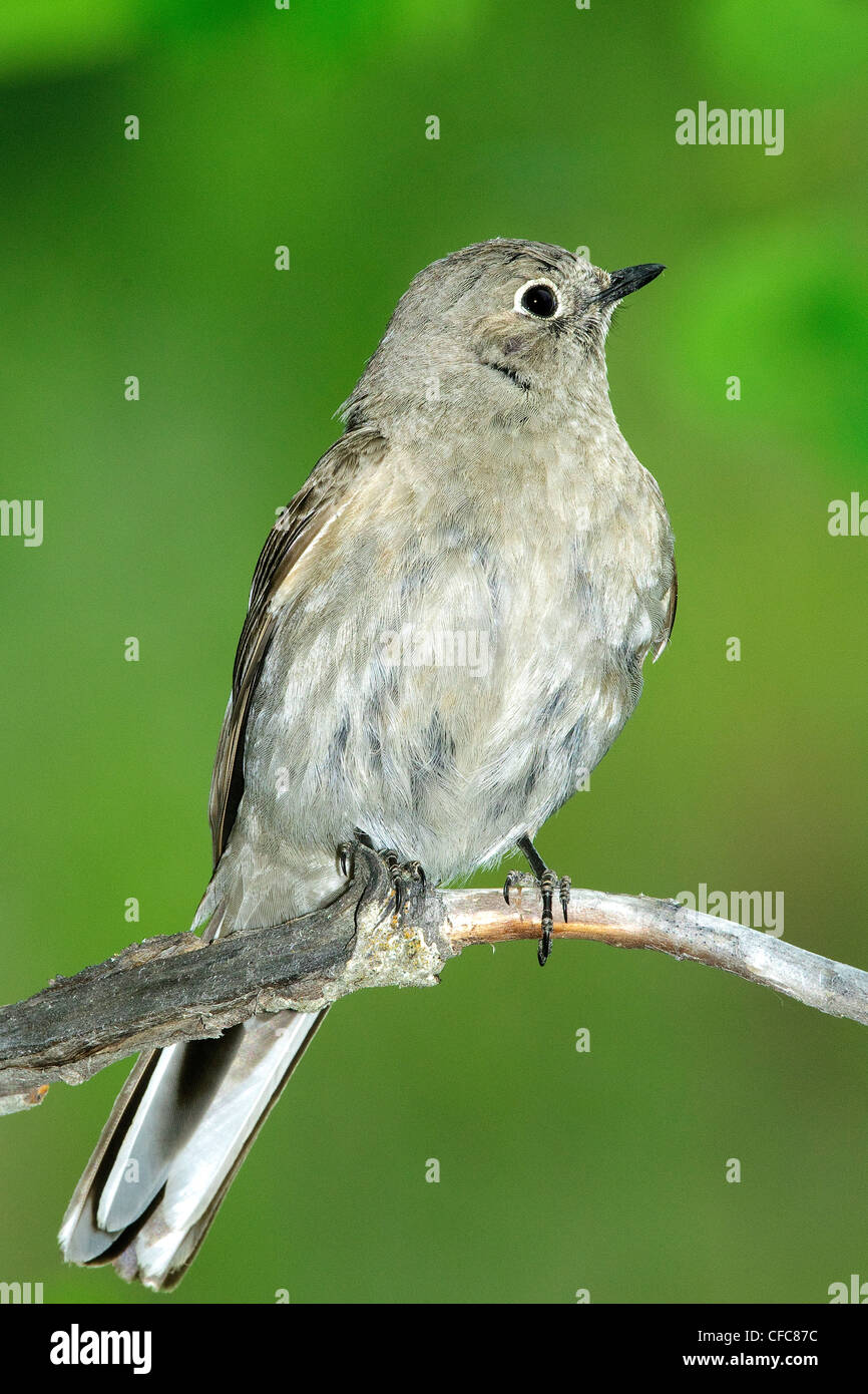 Solitaire hi-res stock photography and images - Alamy