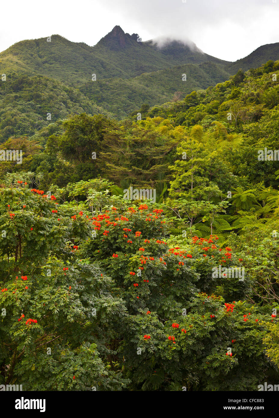 EL YUNQUE NATIONAL FOREST, PUERTO RICO - Rain forest jungle canopy ...