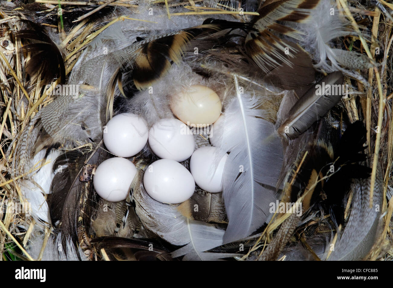 Tree swallow nest (Tachycineta bicolor), southern Okanagan Valley ...