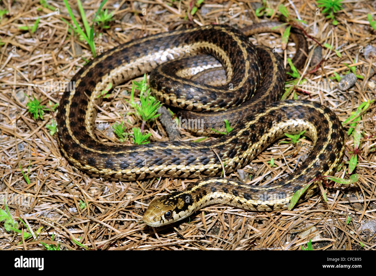 Western (wandering) garter snake (Thamnophis elegans), southern ...