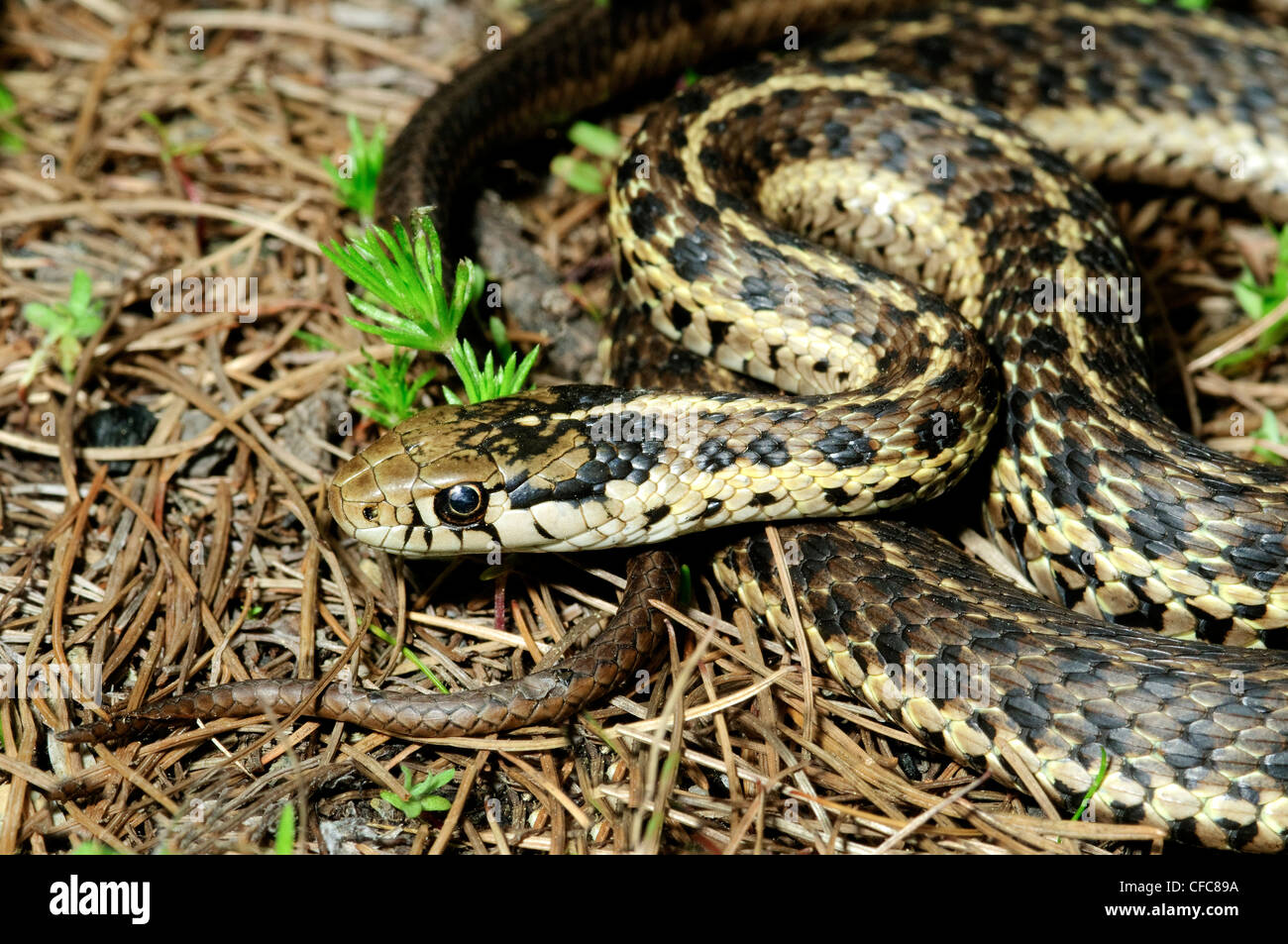 Western (wandering) garter snake (Thamnophis elegans), southern ...