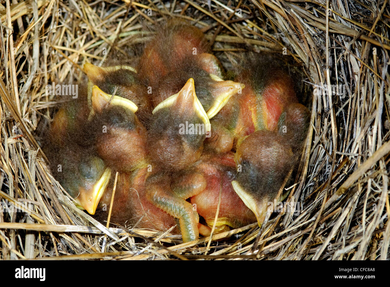 Western bluebird nestlings (Sialia mexicana), southern Okanagan Valley ...