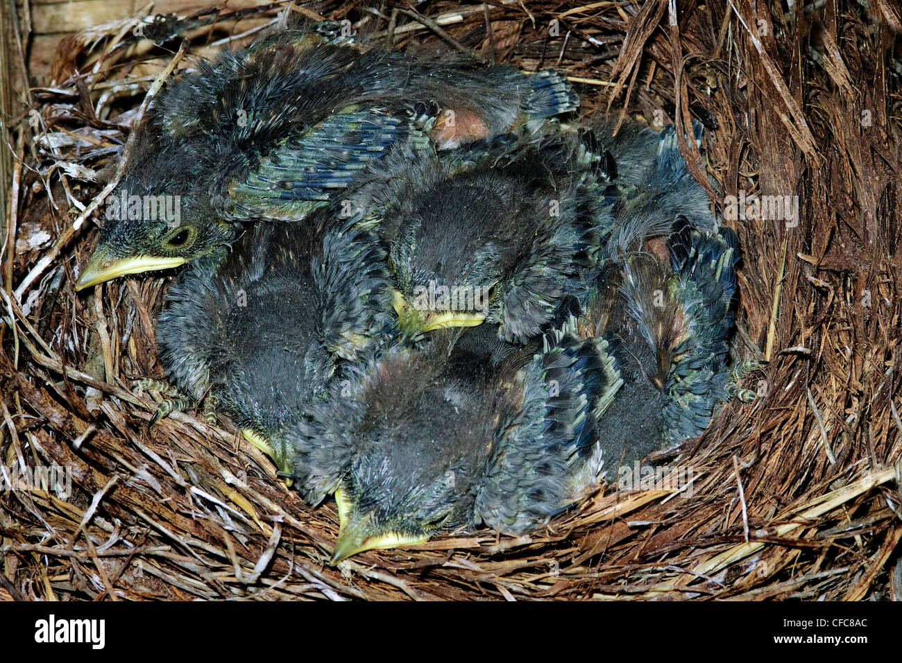 Western bluebird nestlings (Sialia mexicana), southern Okanagan Valley ...