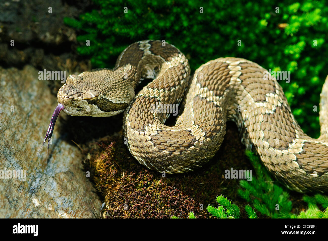 White rattlesnakes hi-res stock photography and images - Alamy