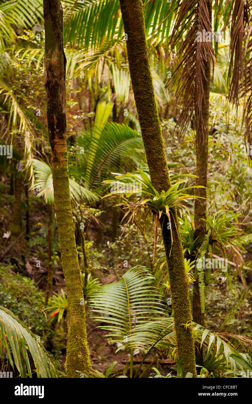 EL YUNQUE NATIONAL FOREST, PUERTO RICO - Trees and plants in rain ...