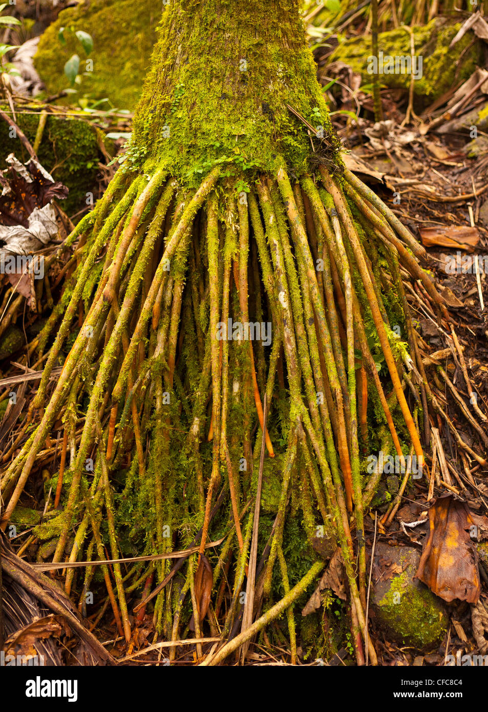 EL YUNQUE NATIONAL FOREST, PUERTO RICO - Palm tree roots in rain forest ...