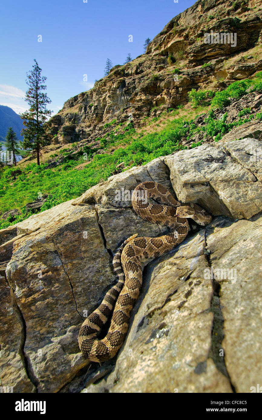 Western rattlesnake crotalus oreganus southern hi-res stock photography ...