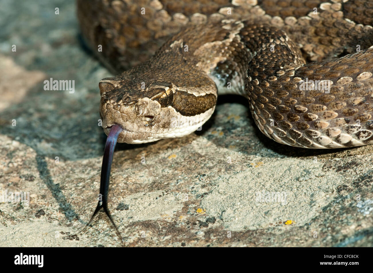 Western rattlesnake crotalus oreganus southern hi-res stock photography ...
