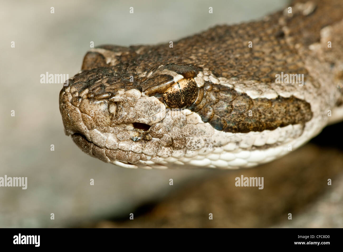Western rattlesnake (Crotalus oreganus), southern Okanagan Valley ...