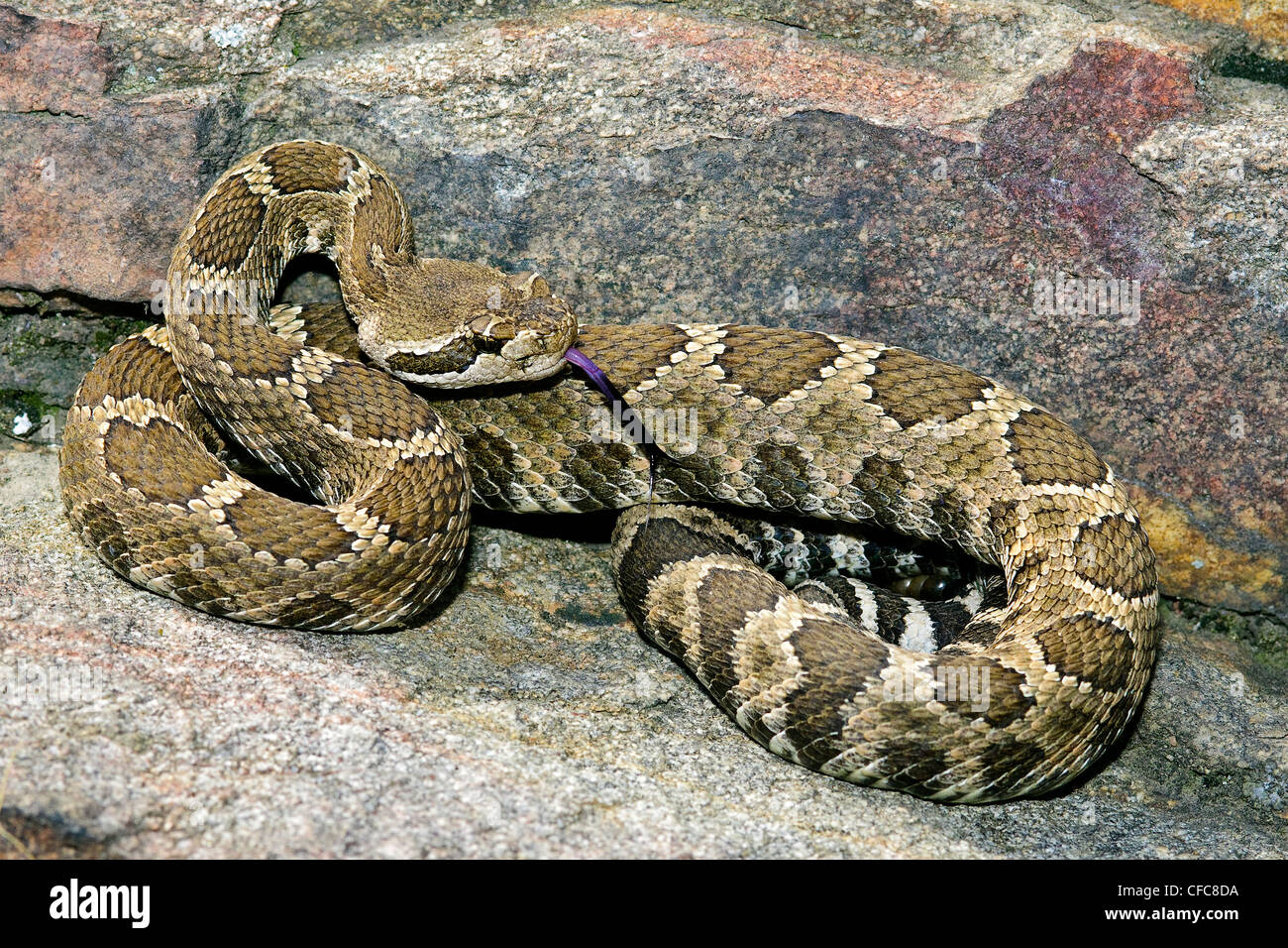 Southern pacific rattlesnake hi-res stock photography and images - Alamy