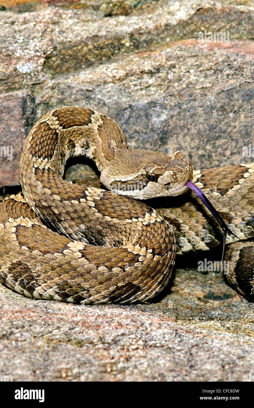 Western rattlesnake (Crotalus oreganus), southern Okanagan Valley ...