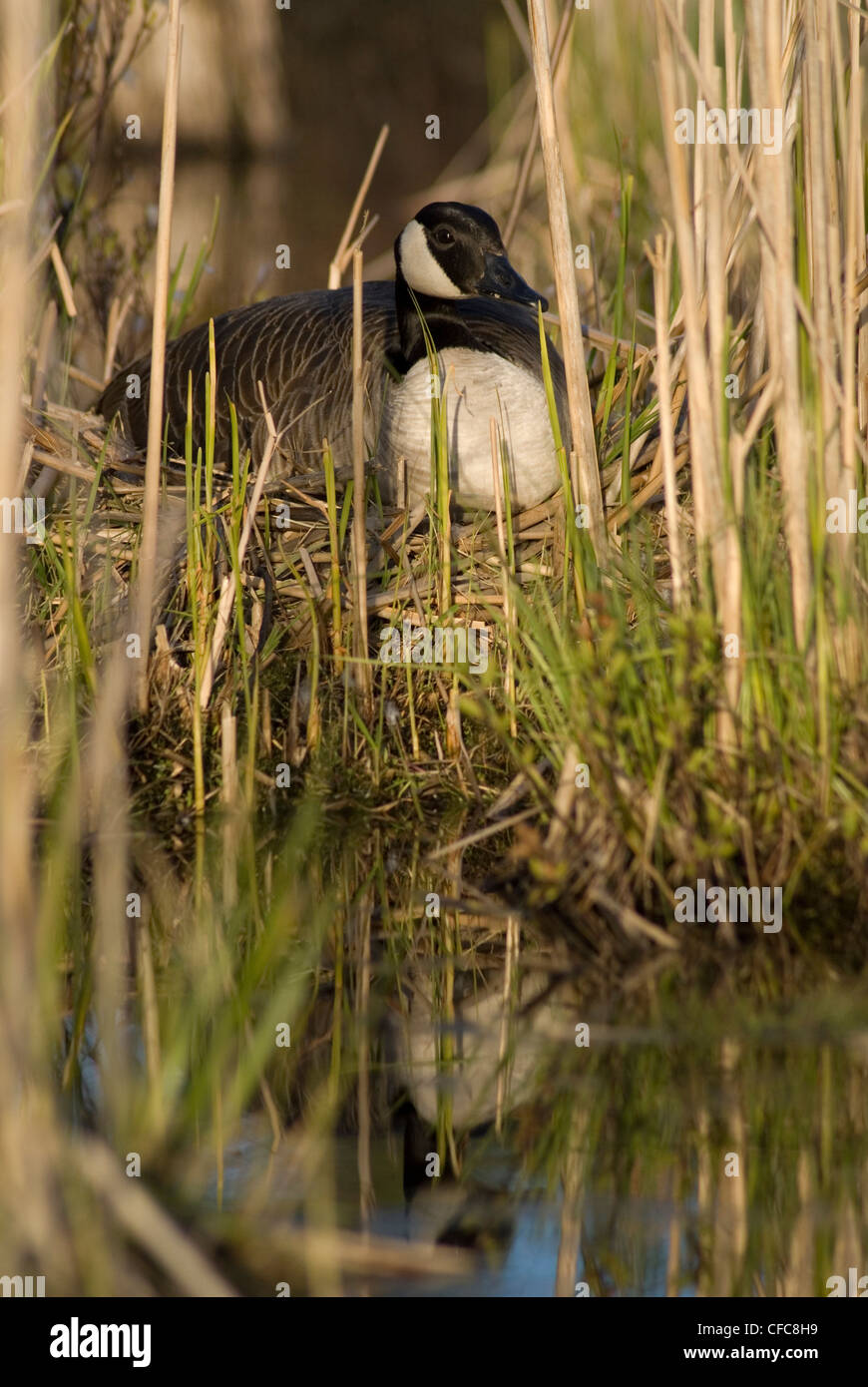 Canada Goose sitting on its nest Stock Photo - Alamy