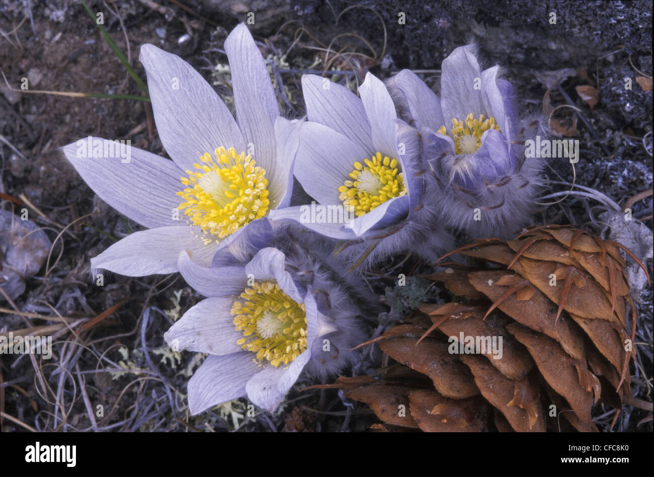 Prairie crocus (Pulsatilla vulgaris) also called pasque flower with ...