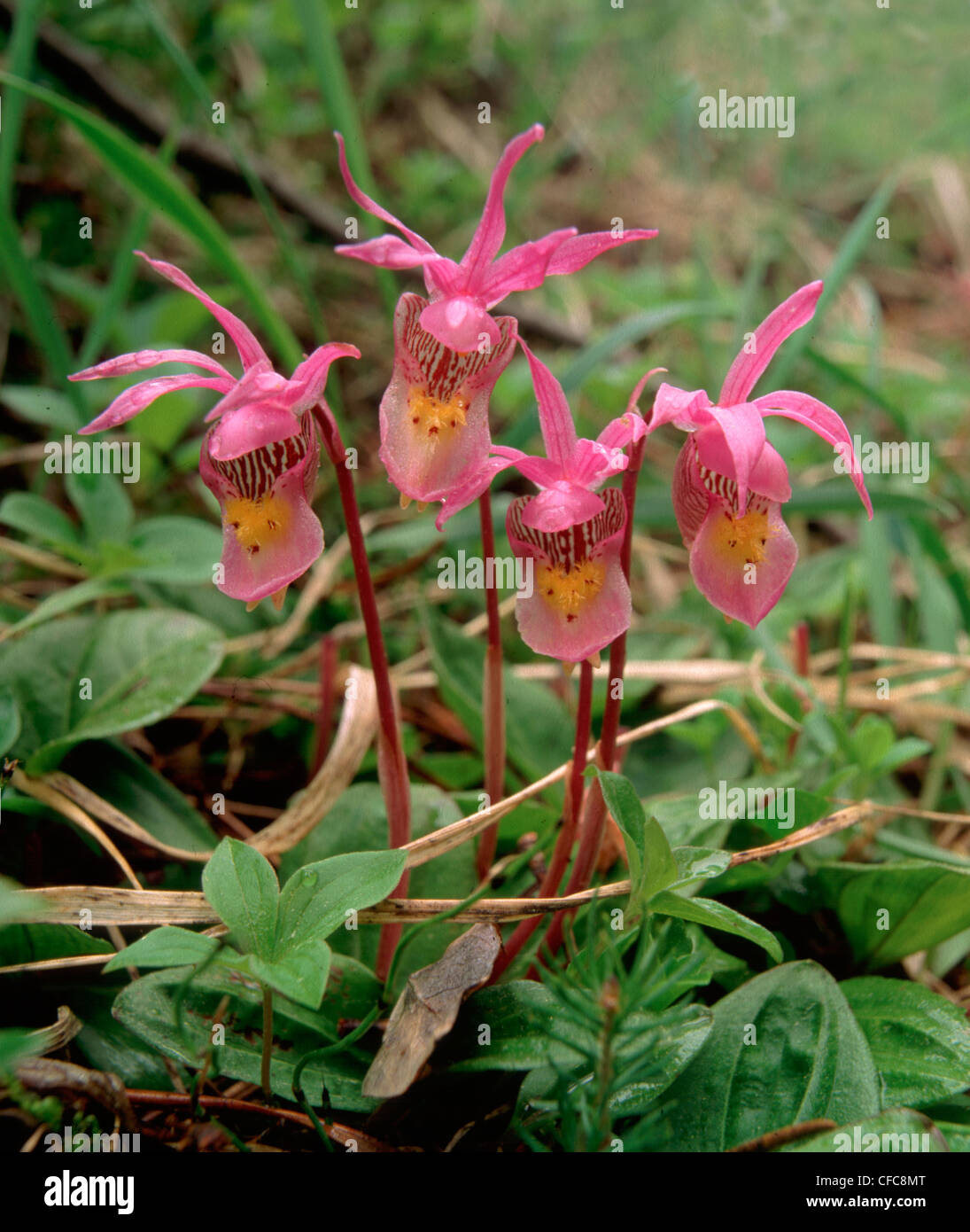 Lady's slipper orchid (Cypripedium calceolus Stock Photo - Alamy
