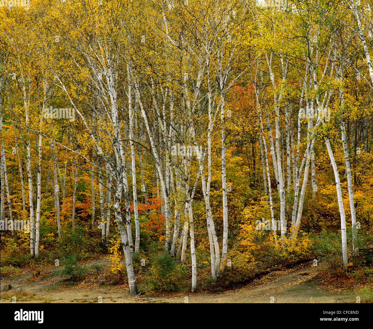Deciduous trees exterior hi-res stock photography and images - Alamy
