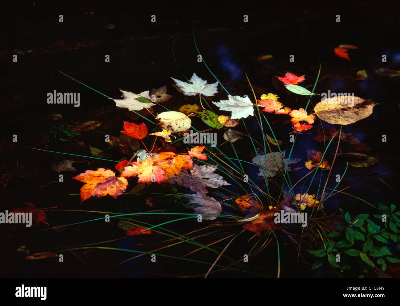 Carolina Spring Beauty (Claytonia caroliniana Stock Photo - Alamy