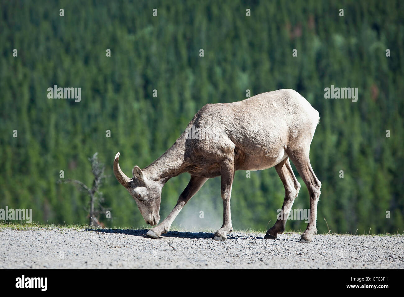 Bighorn Sheep digging for salt on side of highway. Lake Minnewanka ...