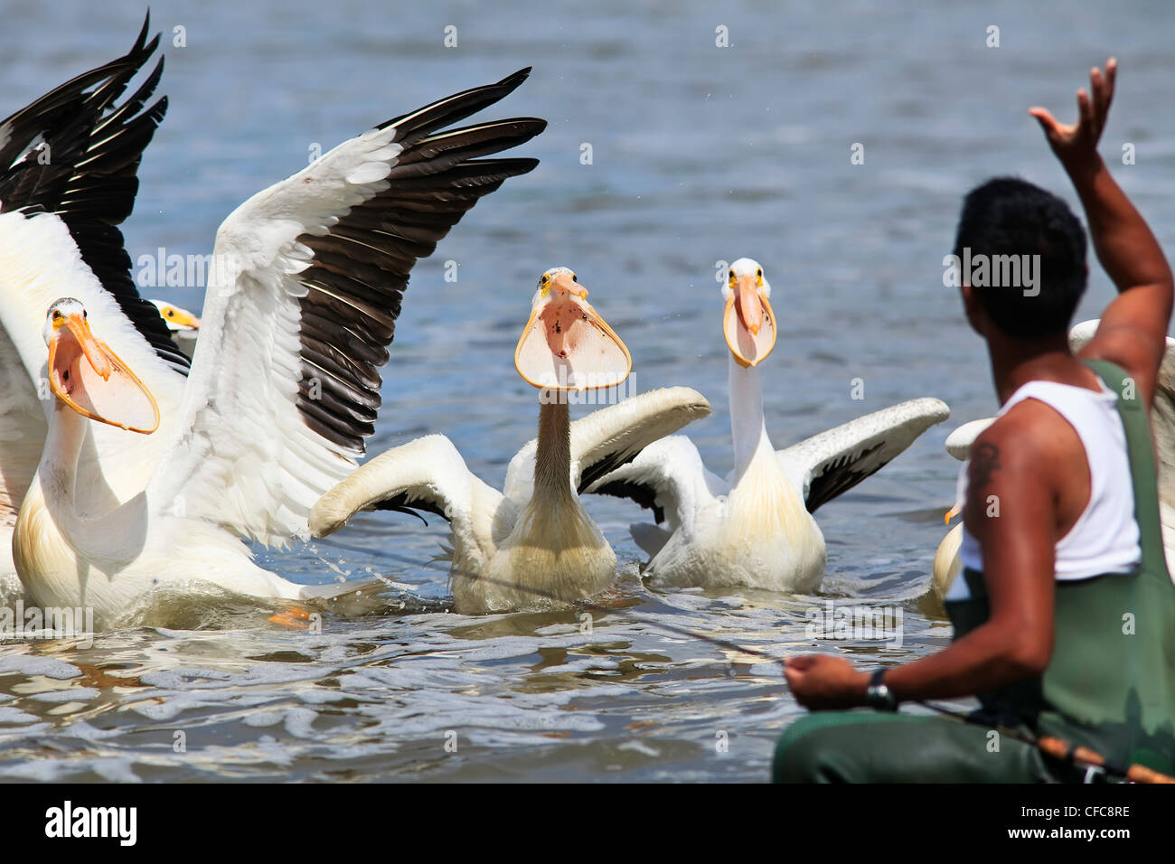 Man throwing fish competition hi-res stock photography and images - Alamy