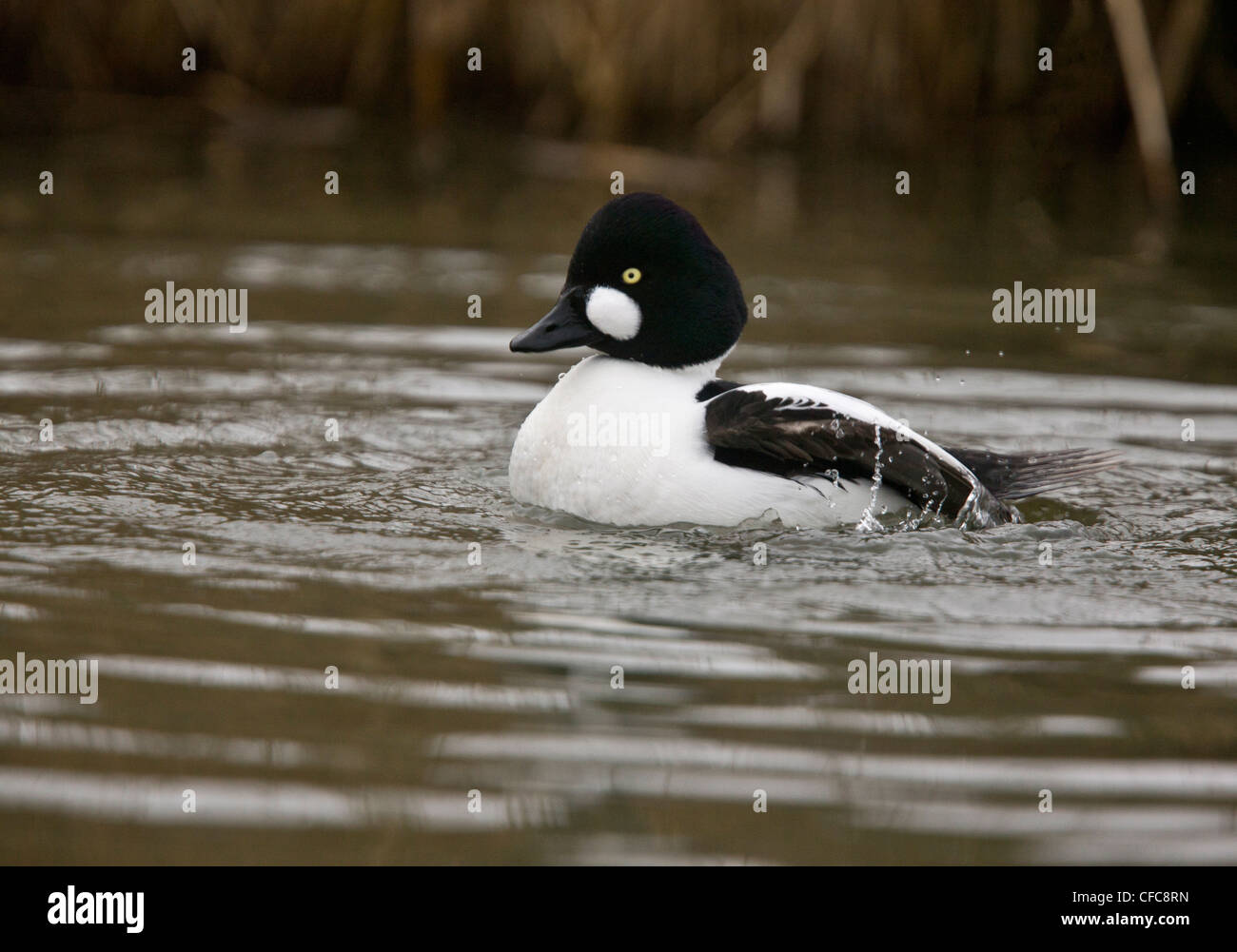 Male Common Goldeneye duck, Bucephala clangula on lake, late winter ...