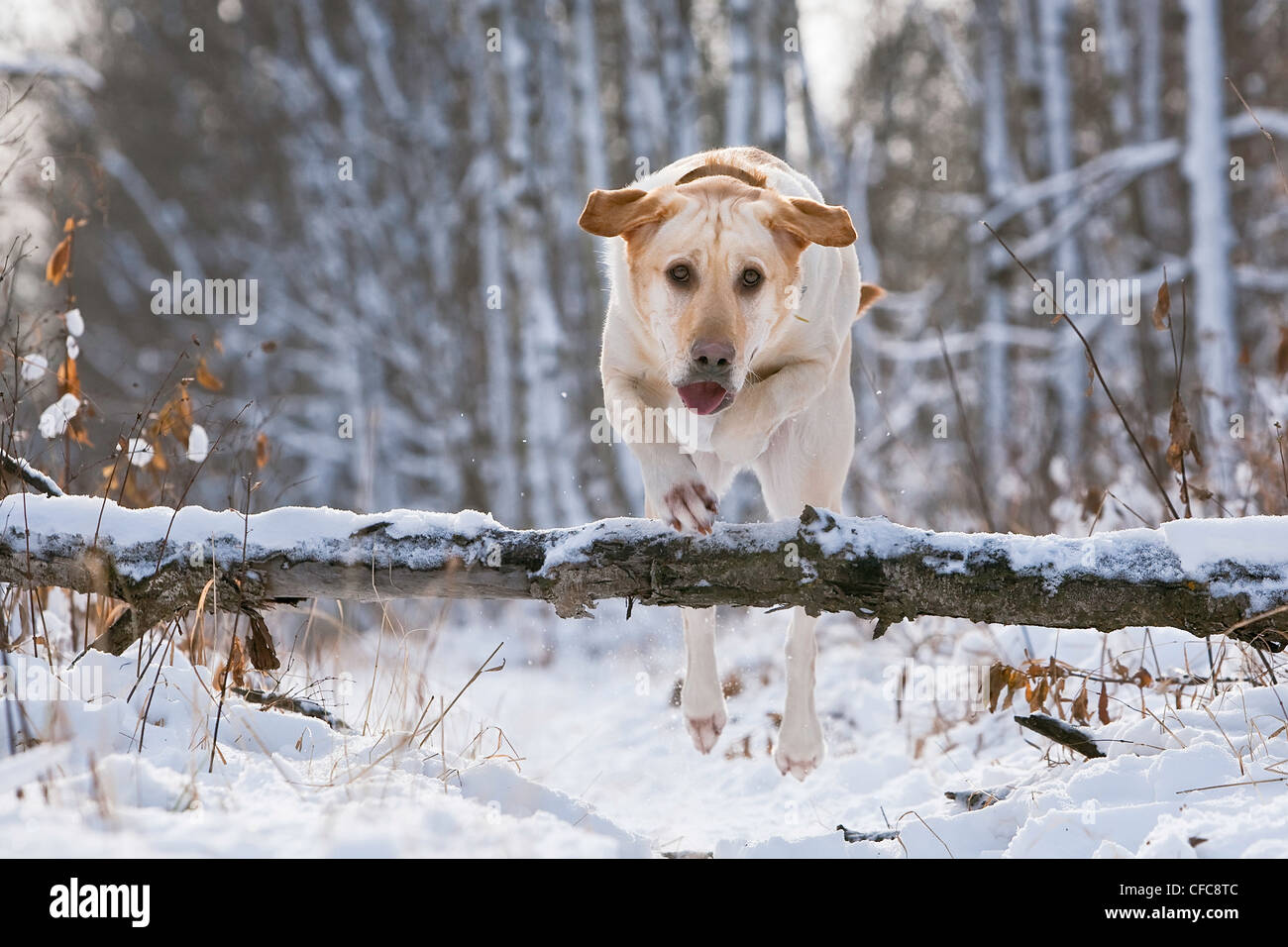Yellow Labrador Retriever jumping over a fallen tree trunk. Assiniboine ...