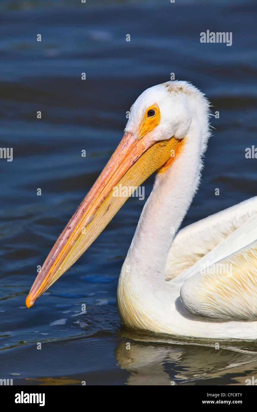 American White Pelican in the Red River. Lockport, Manitoba, Canada ...