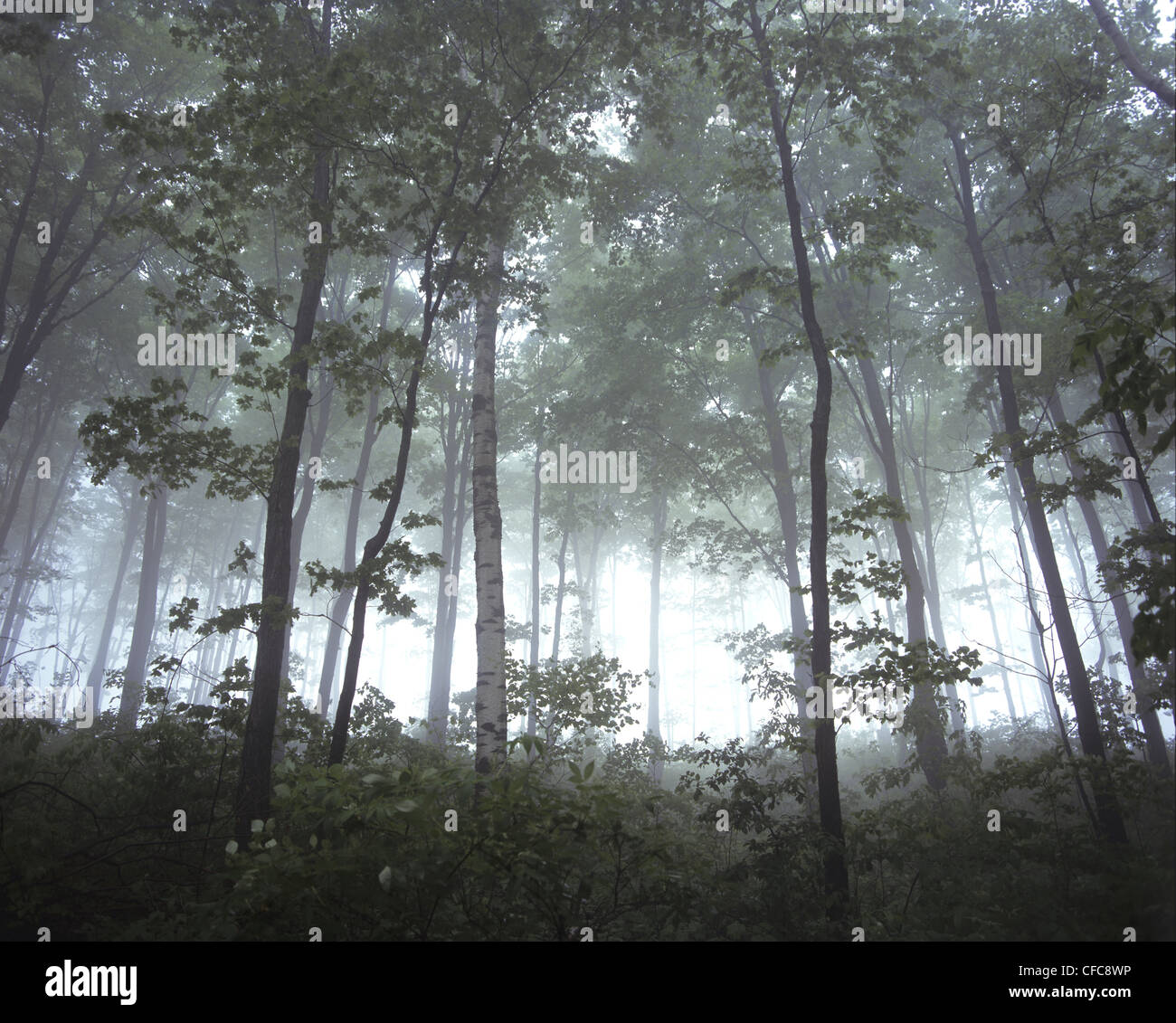 Bruce trail forest near Milton, Ontario Stock Photo - Alamy