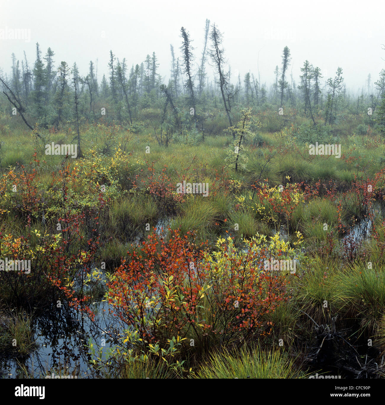 Drunken forest hi-res stock photography and images - Alamy