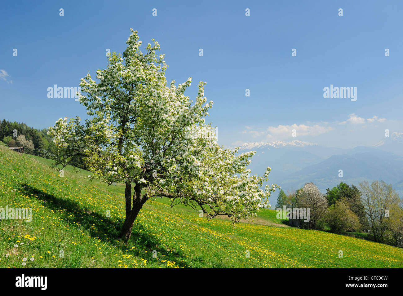Pear tree in blossom standing in flowering meadow, mountains in the ...