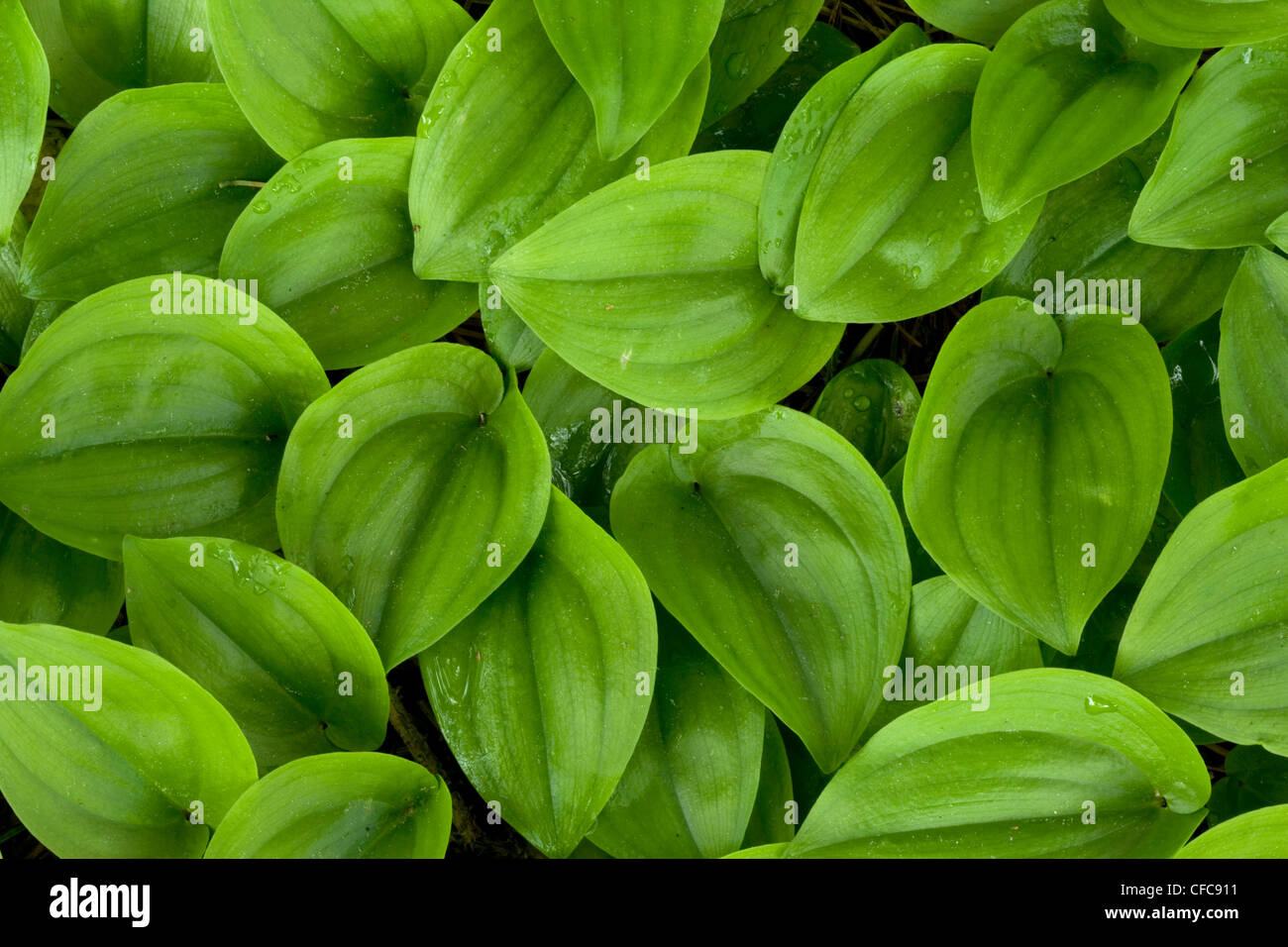 Cluster of leaves Stock Photo - Alamy