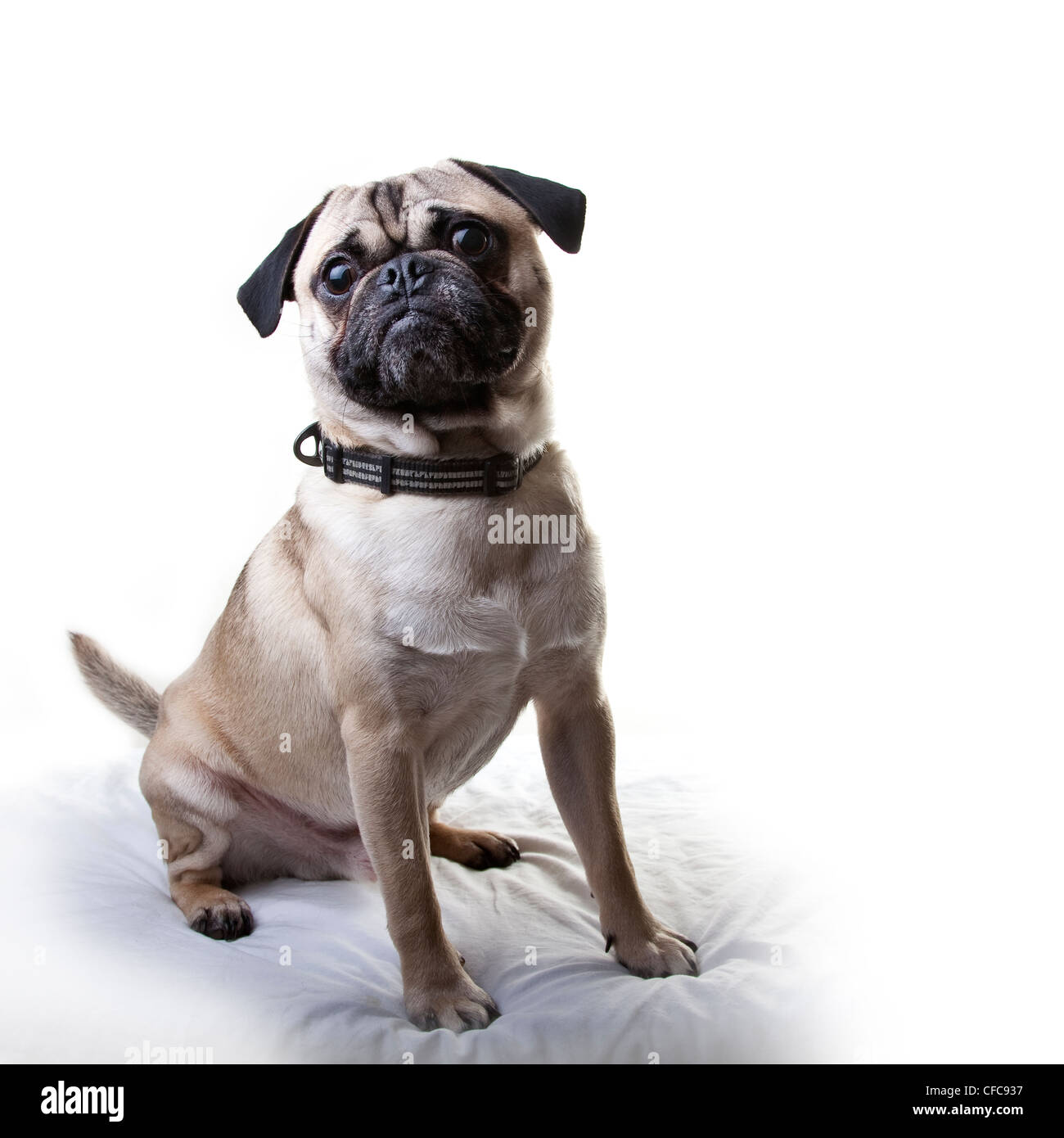 Fawn Pug Dog Stock Photo - Alamy