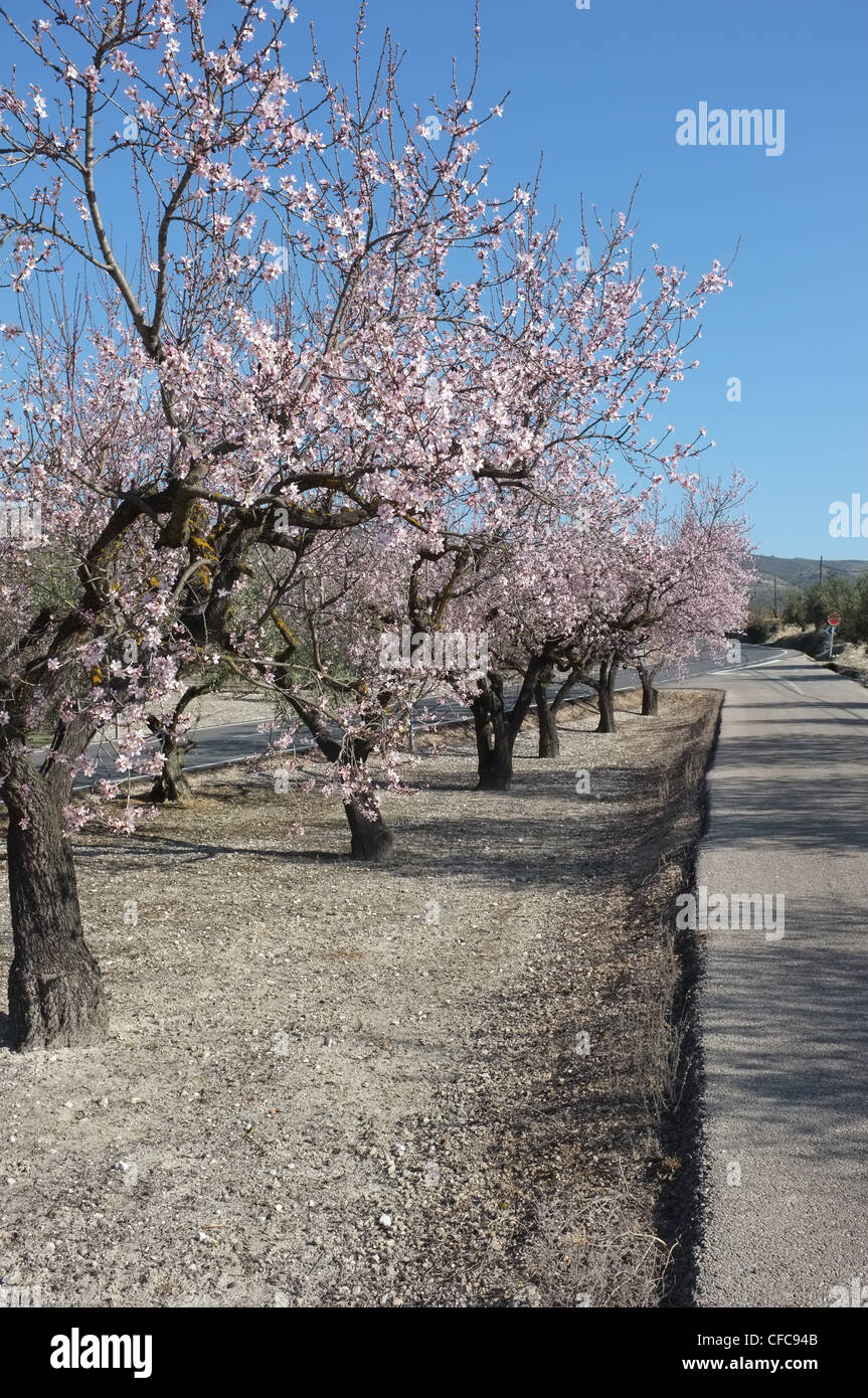 Almond plantations hi-res stock photography and images - Alamy