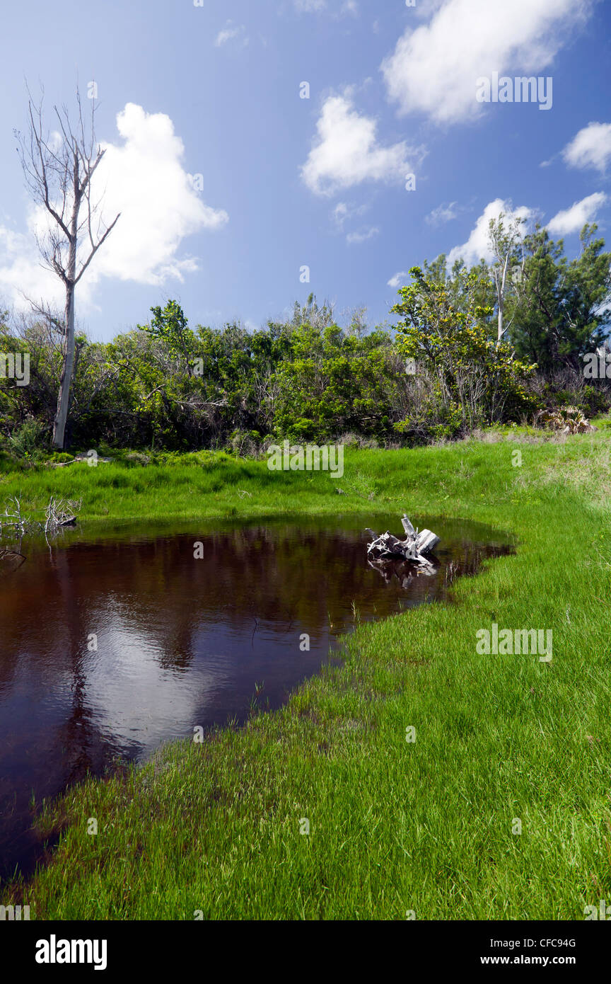 Wide-angle capture of a section of the brackish pond at Spittal Pond ...