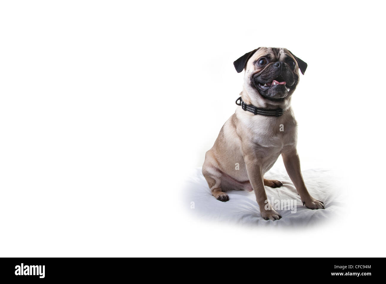 Fawn pug hi-res stock photography and images - Alamy