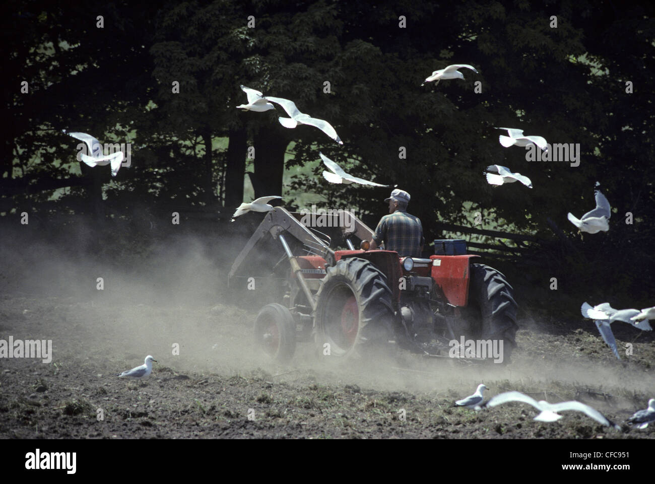 Man driving tractor, Harrowing, Ontario, Canada Stock Photo - Alamy