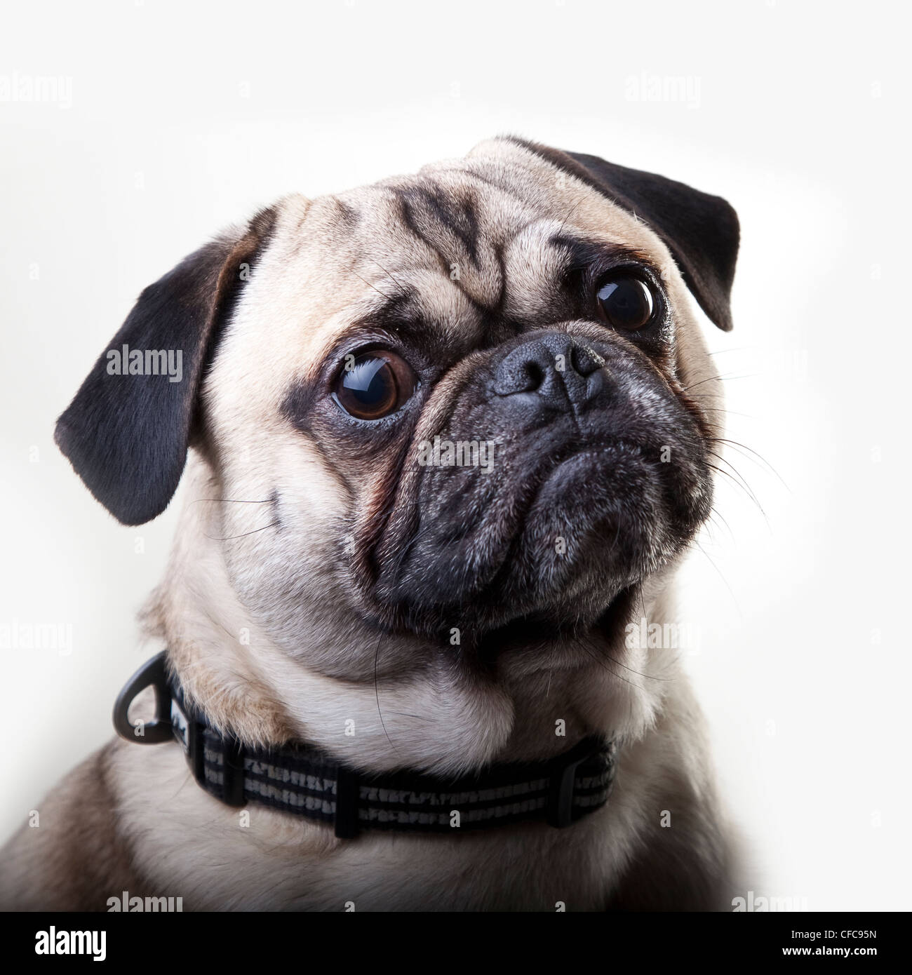 Fawn pug hi-res stock photography and images - Alamy