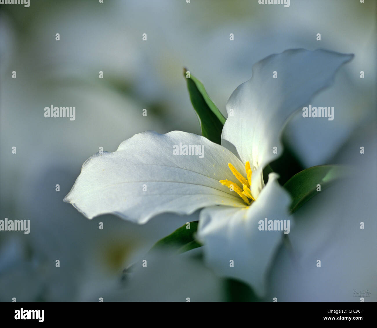 White Trillium (Trillium grandiflorum). Provincial Flower of Ontario ...