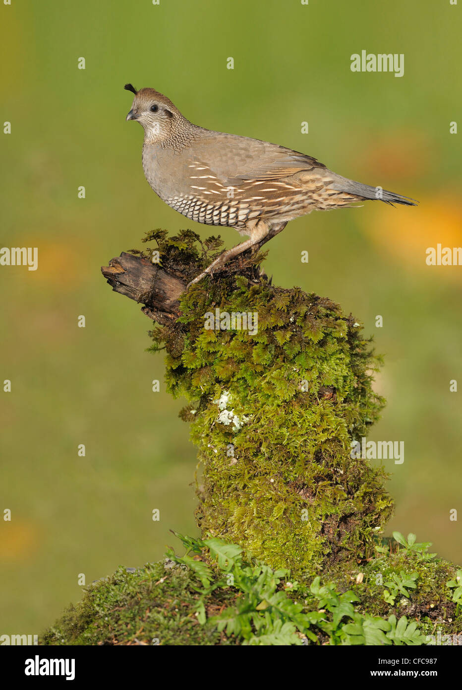 Female California Quail on mossy perch, Victoria BC, Canada Stock Photo ...