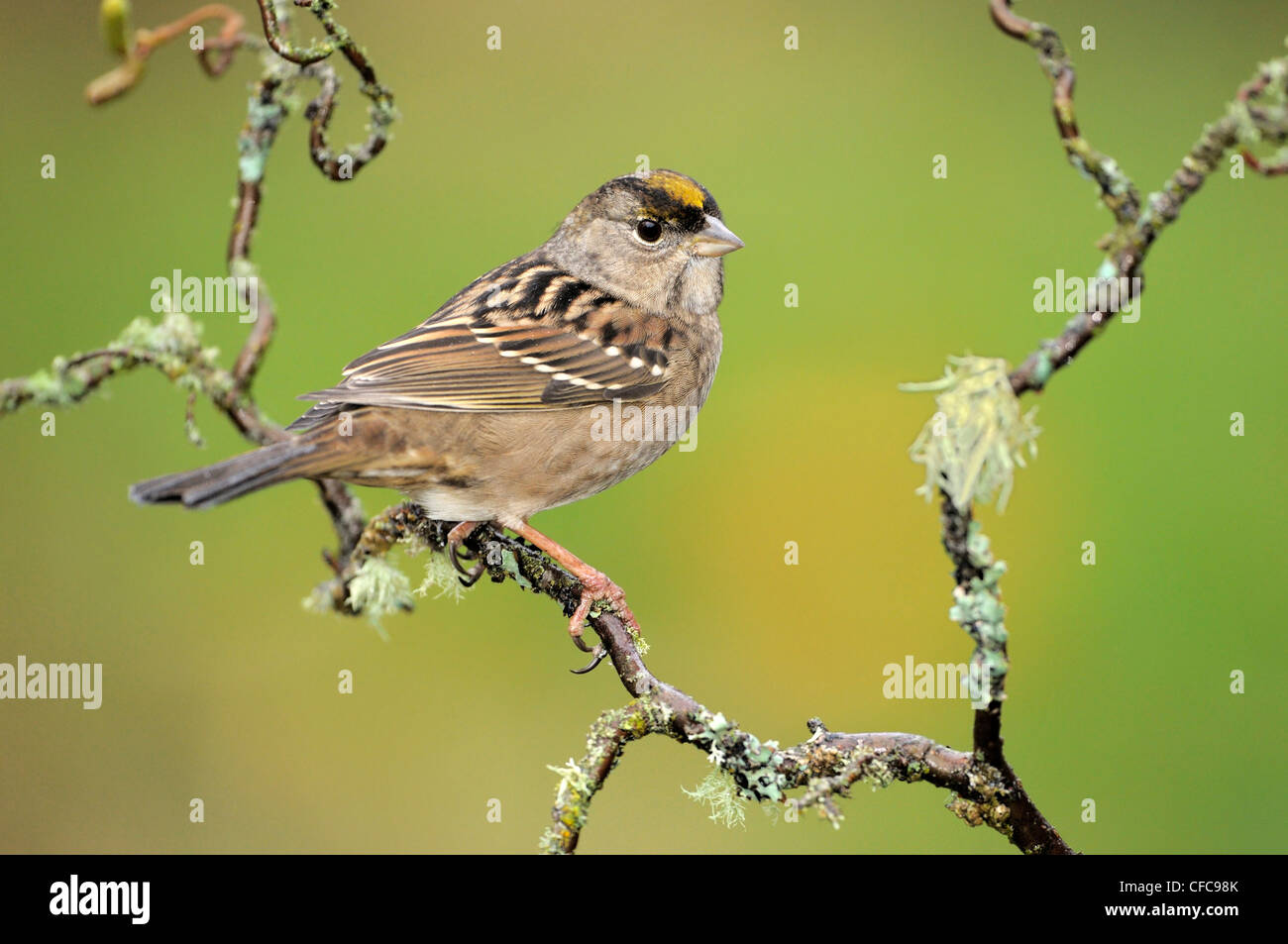 Golden-crowned sparrow on perch, Victoria BC, Canada Stock Photo - Alamy