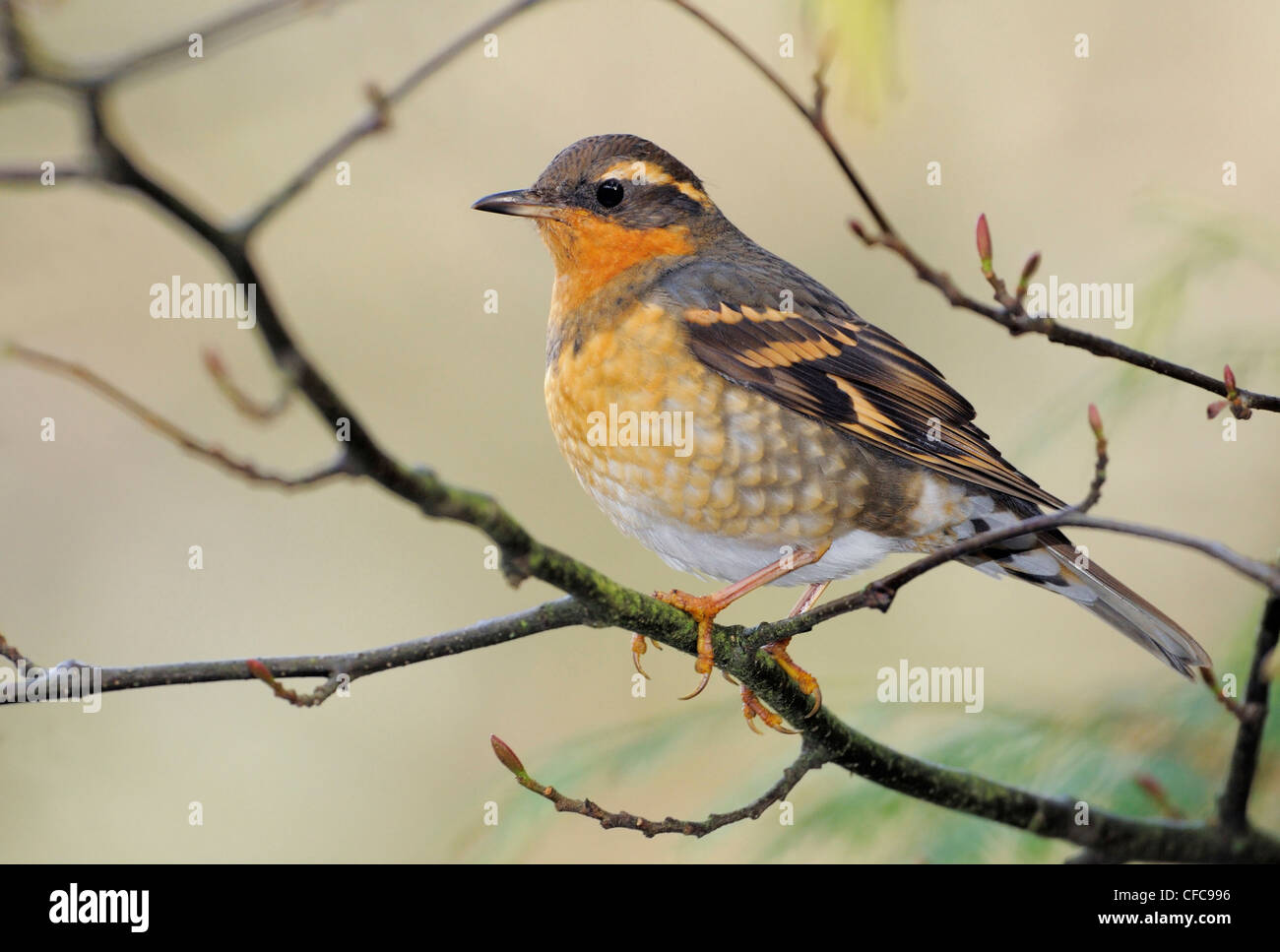 Female Varied Thrush perched on branch at Goldstream Provincial Park ...