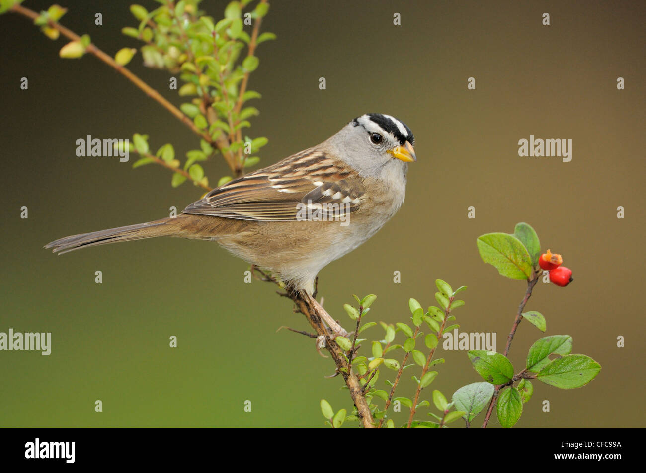 White-crowned Sparrow on perch Victoria BC, Canada Stock Photo - Alamy