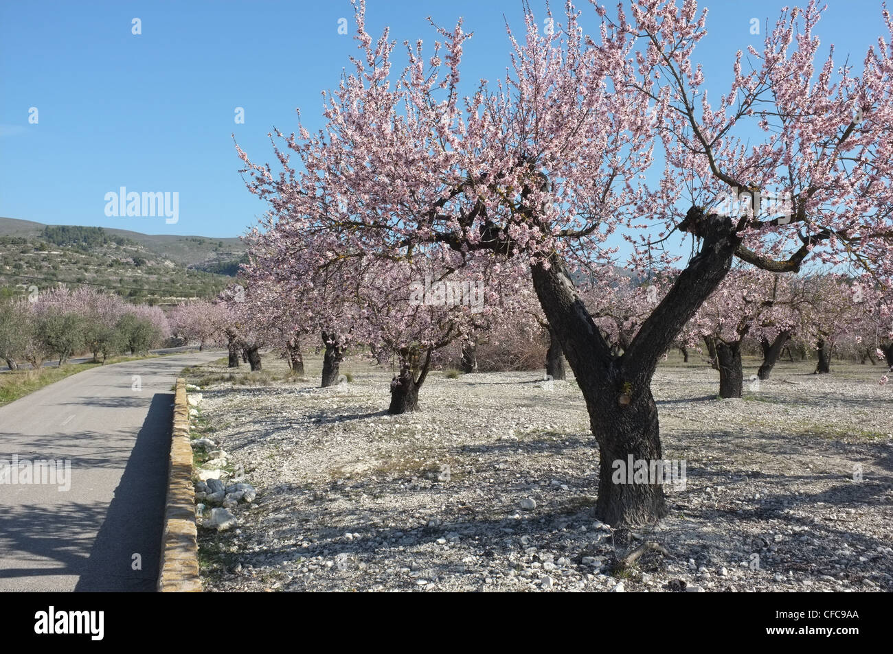 Road running along flowering almond tree plantations Stock Photo - Alamy