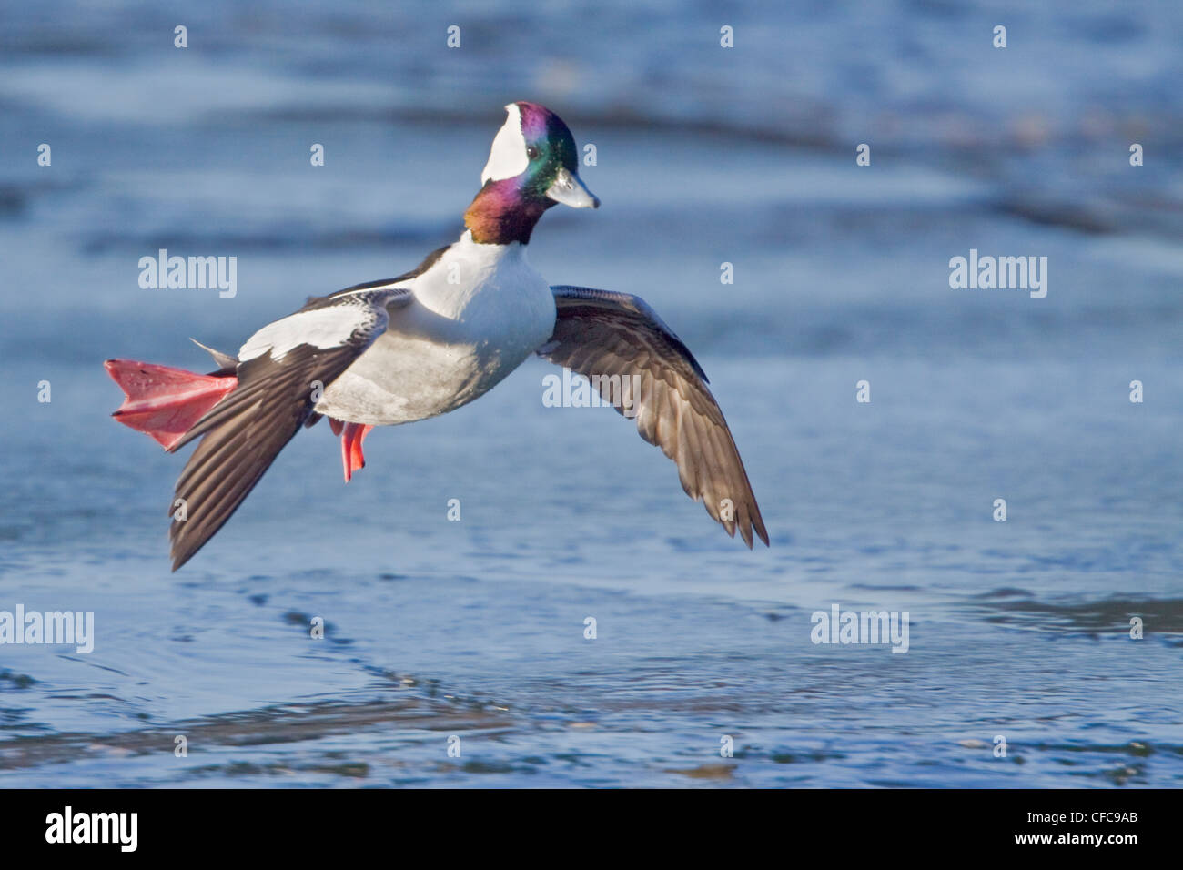 Bufflehead (Bucephala albeola) flying in Victoria, BC, Canada Stock ...