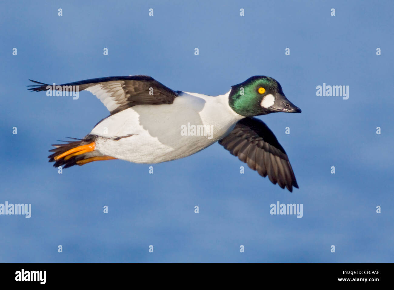 Common Goldeneye (Bucephala clangula) flying in Victoria, BC, Canada ...