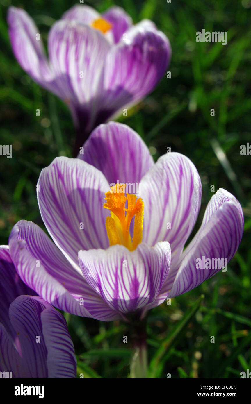 Crocuses in St. James's Park, London Stock Photo - Alamy