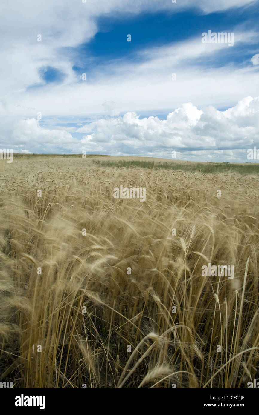 Southern Saskatchewan grain field waving in the wind. Prairie farmland ...