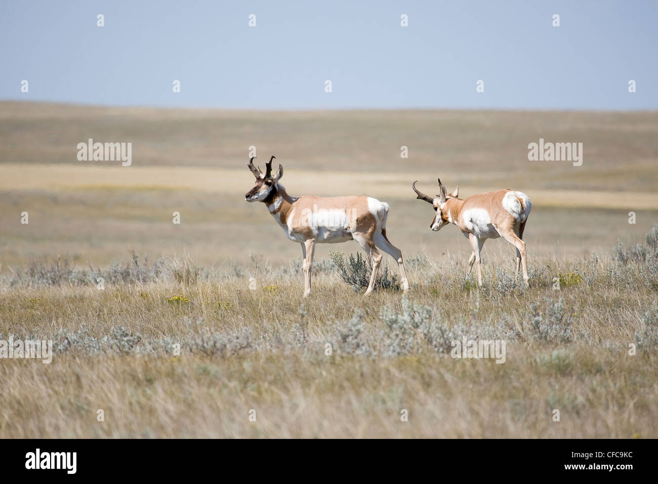Pronghorn Antelope (Antilocapra americana) grazing on the open prairie ...