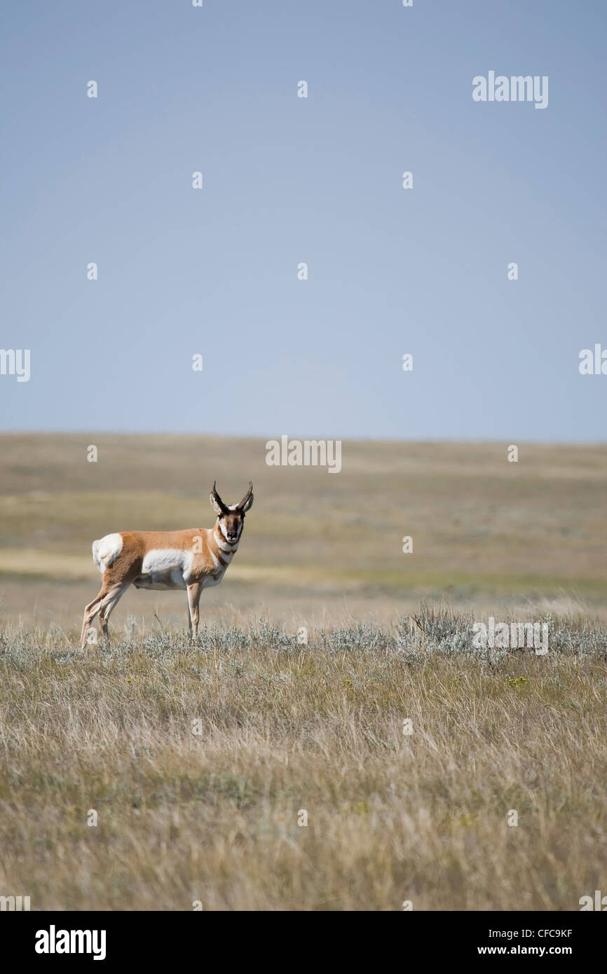 Canada prairie antelope grazing hi-res stock photography and images - Alamy